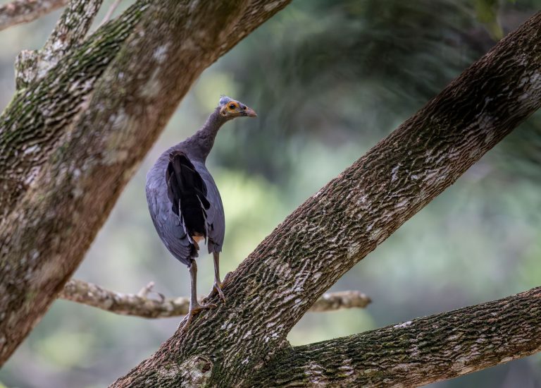 The Maleo of Sulawesi - 10,000 Birds
