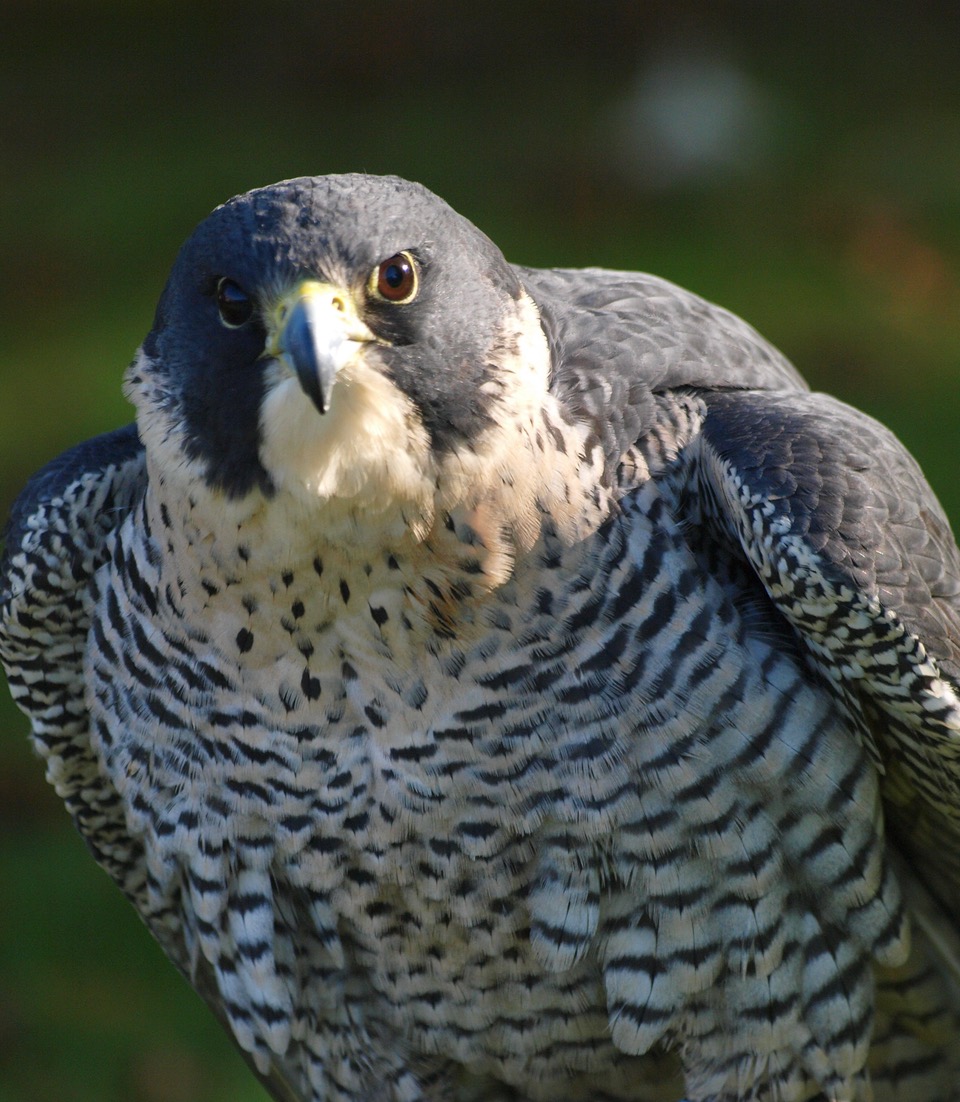 The rise of the urban falcon - 10,000 Birds