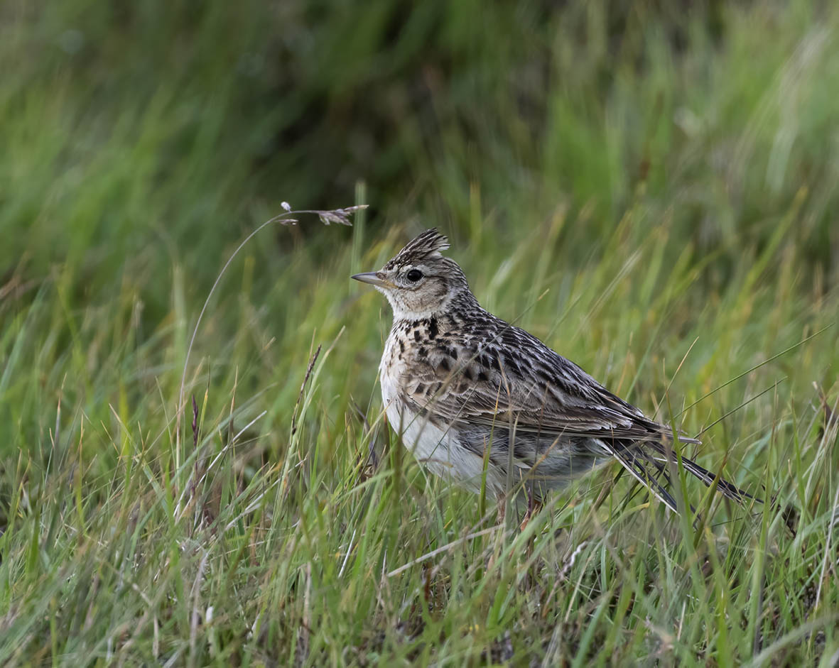 Terror On The Moors - 10,000 Birds