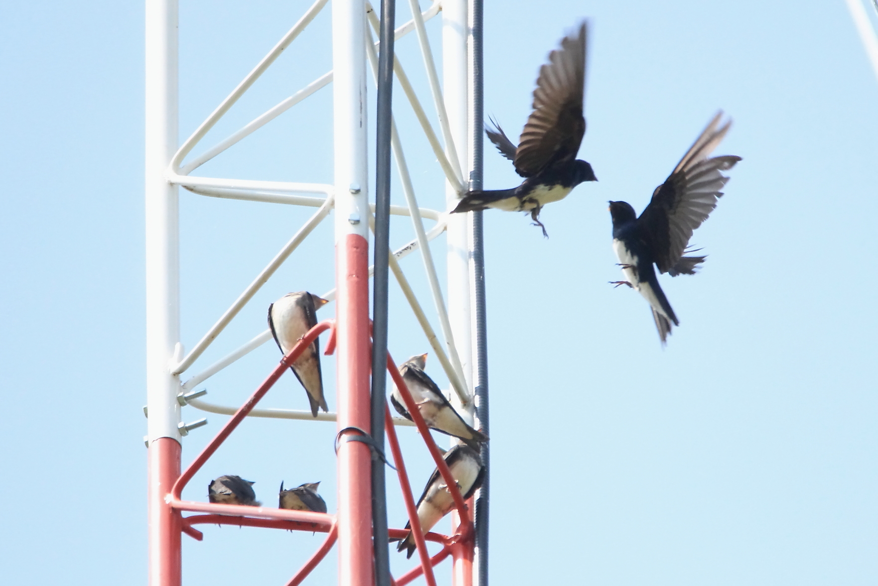 Life Goes On — Martin Edition - 10,000 Birds