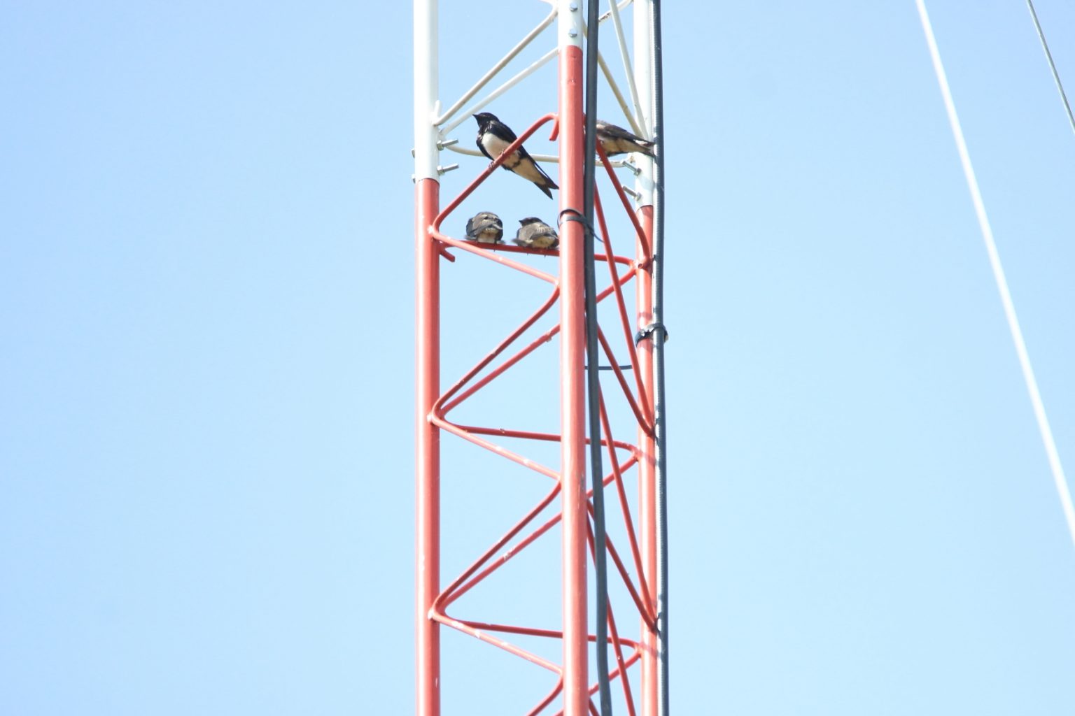 Life Goes On — Martin Edition - 10,000 Birds