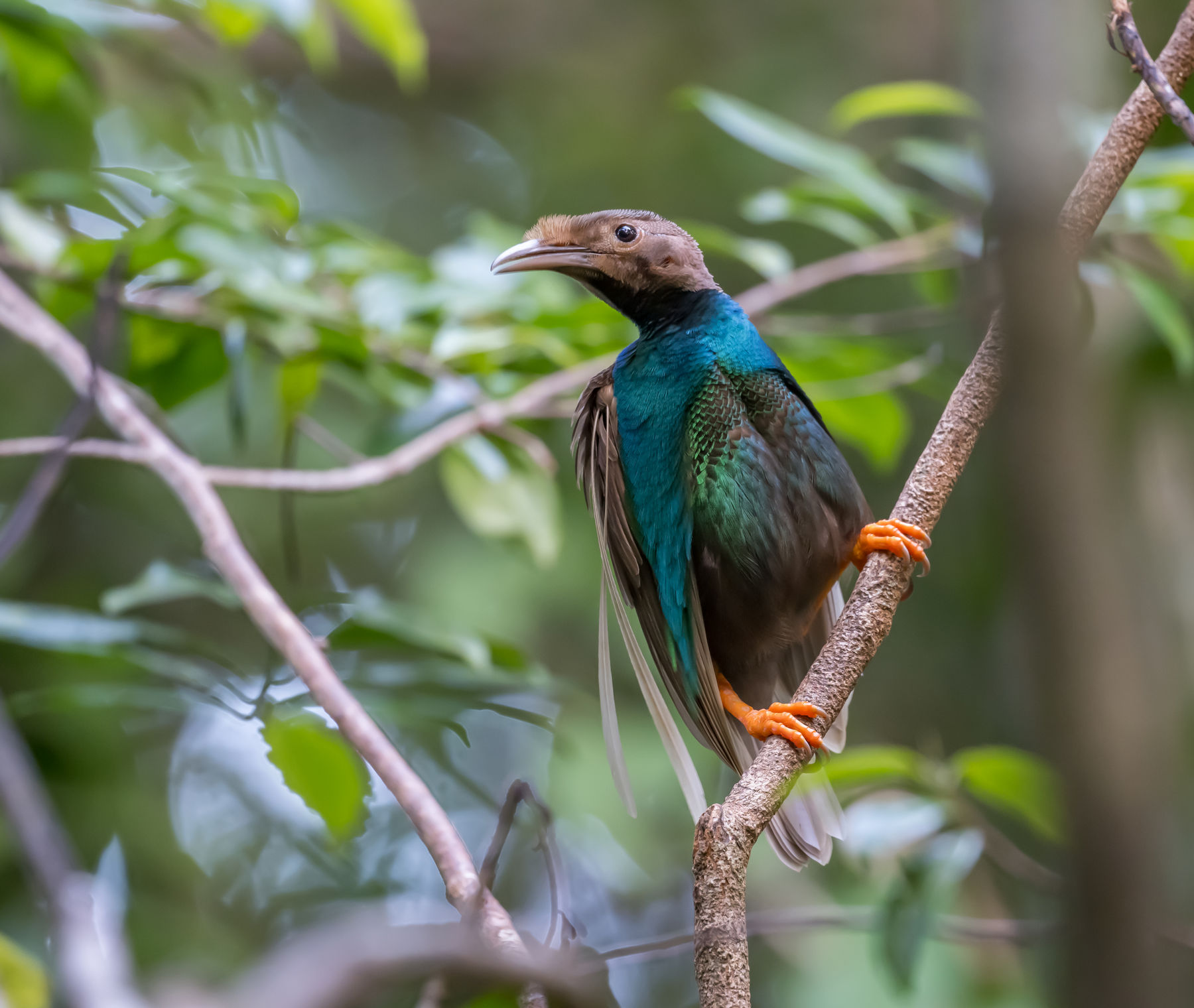 Not your standard bird: Standardwing on Halmahera - 10,000 Birds