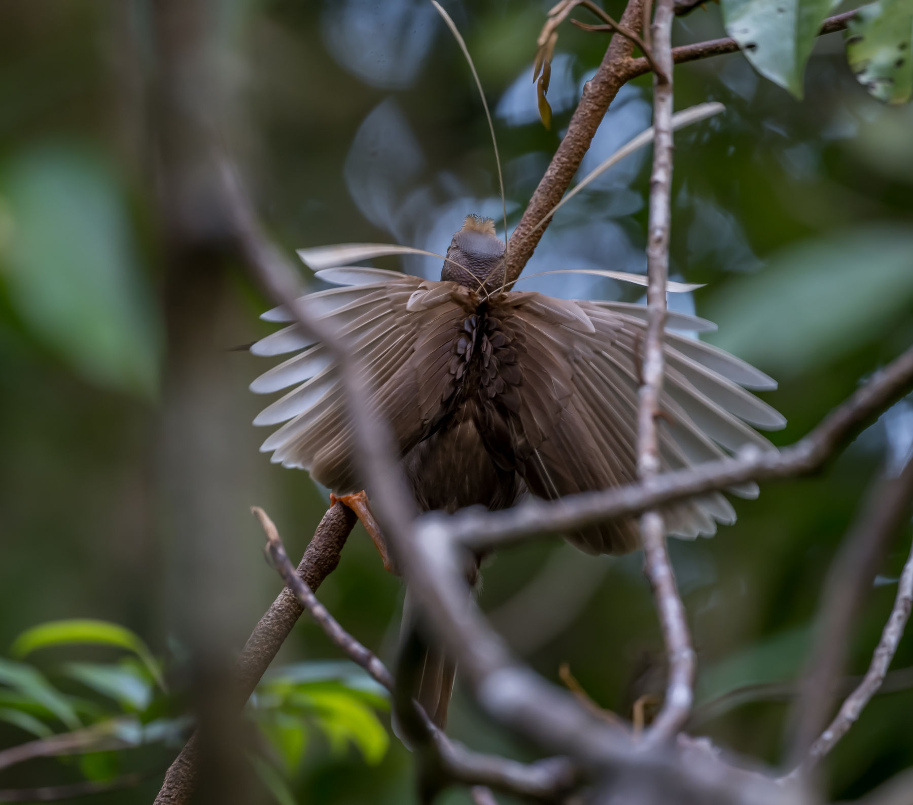 Not your standard bird: Standardwing on Halmahera - 10,000 Birds
