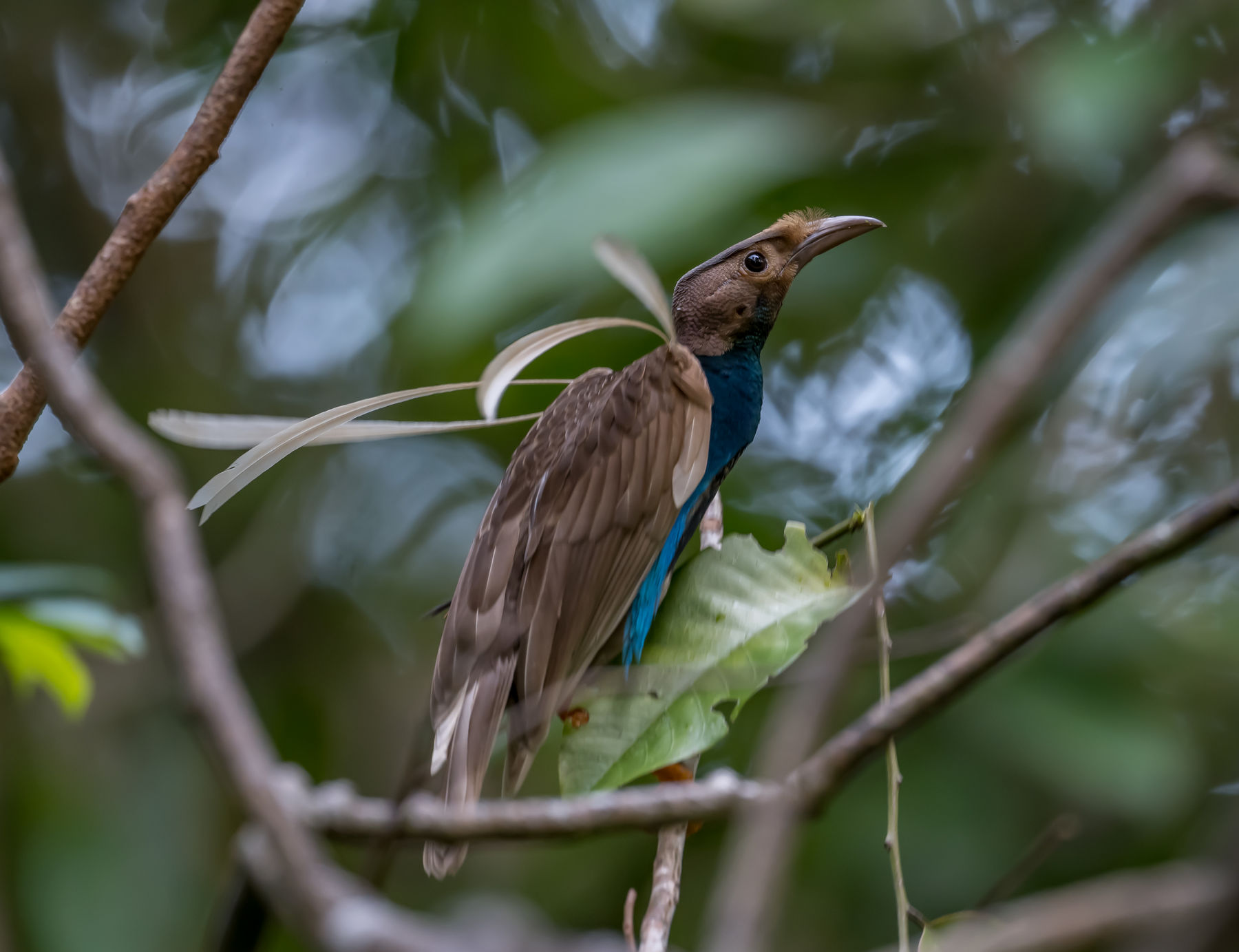 Not your standard bird: Standardwing on Halmahera - 10,000 Birds