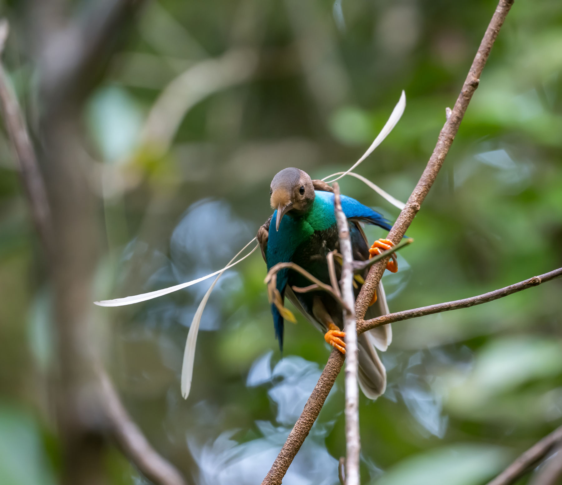 Not your standard bird: Standardwing on Halmahera - 10,000 Birds