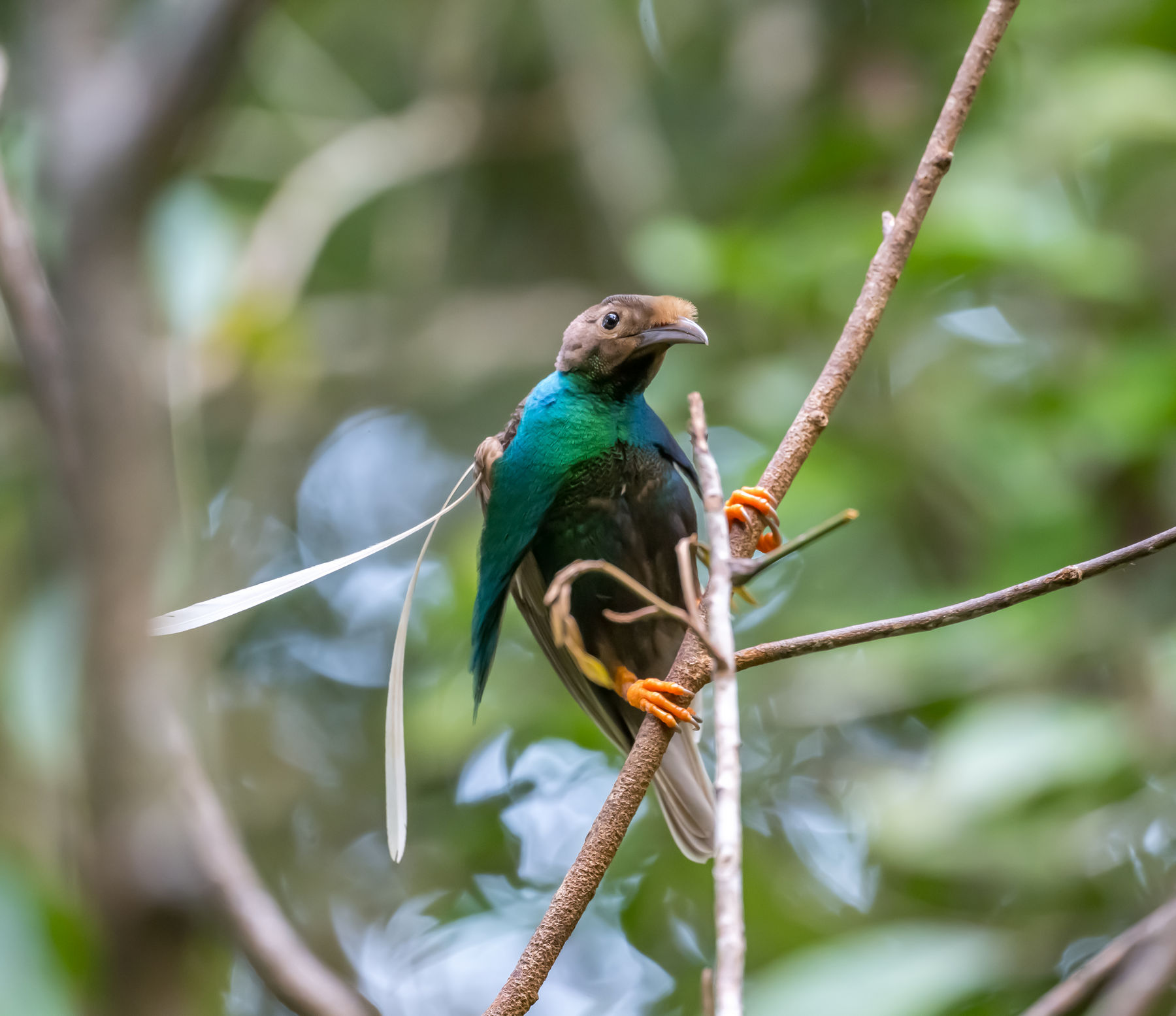 Not your standard bird: Standardwing on Halmahera - 10,000 Birds