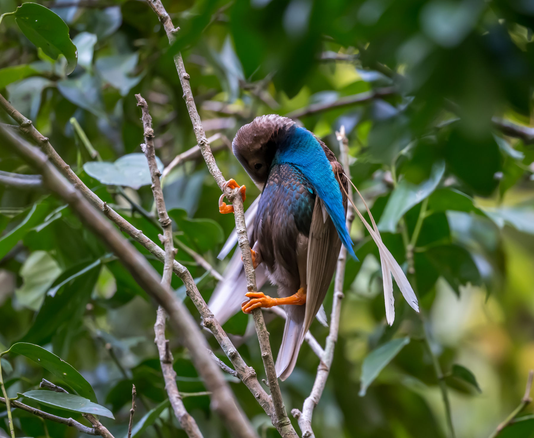Not your standard bird: Standardwing on Halmahera - 10,000 Birds