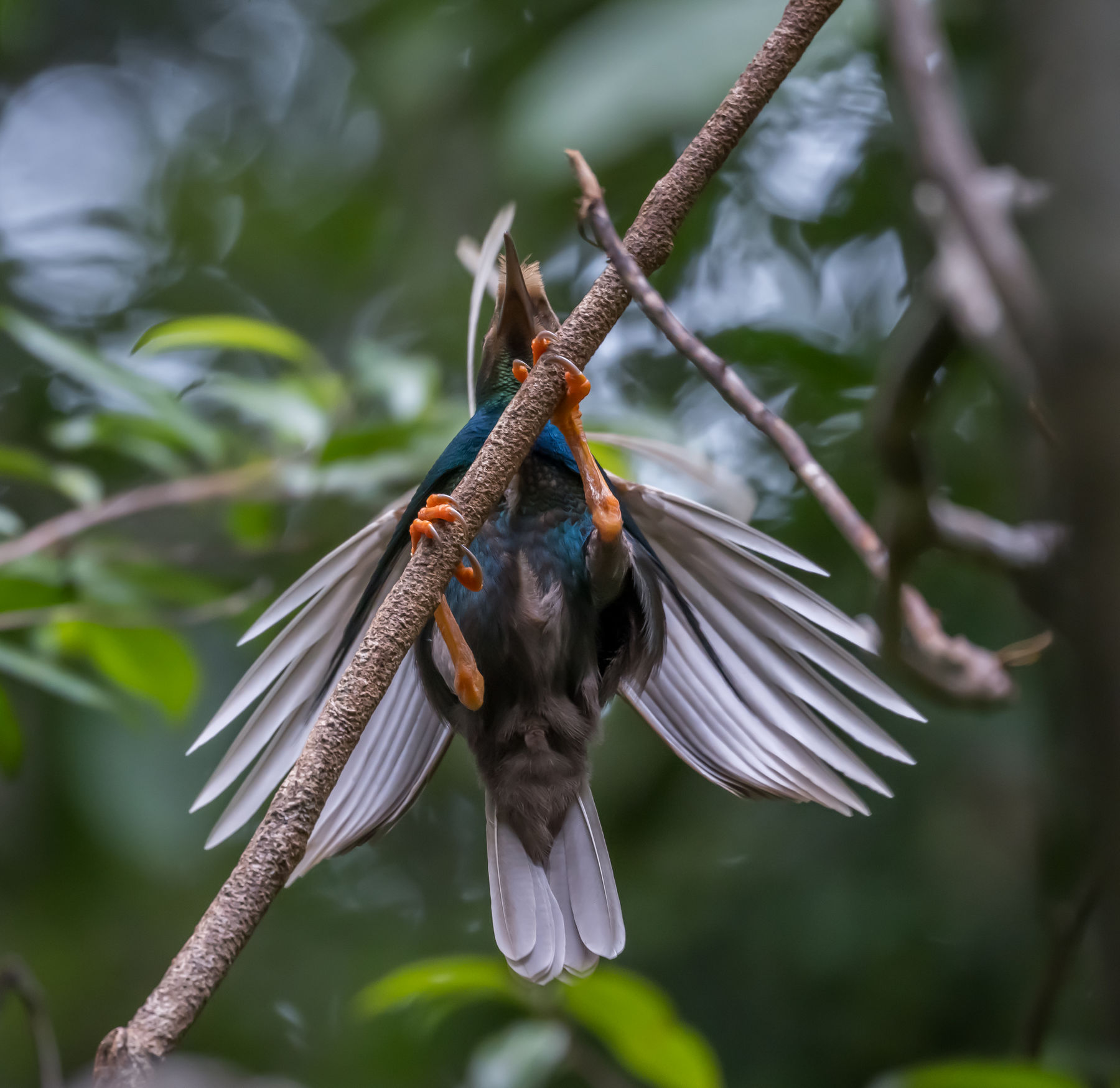 Not your standard bird: Standardwing on Halmahera - 10,000 Birds