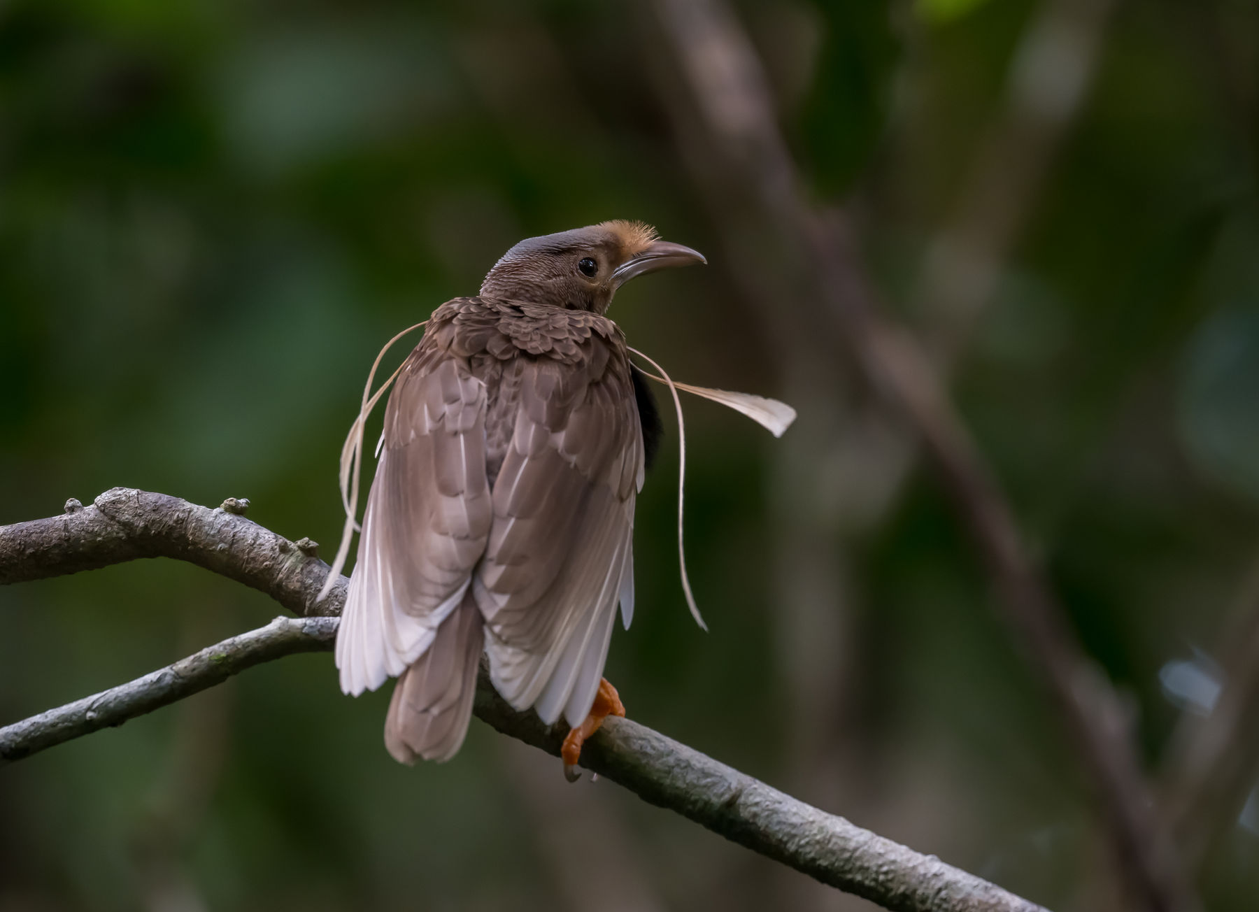 Not your standard bird: Standardwing on Halmahera - 10,000 Birds