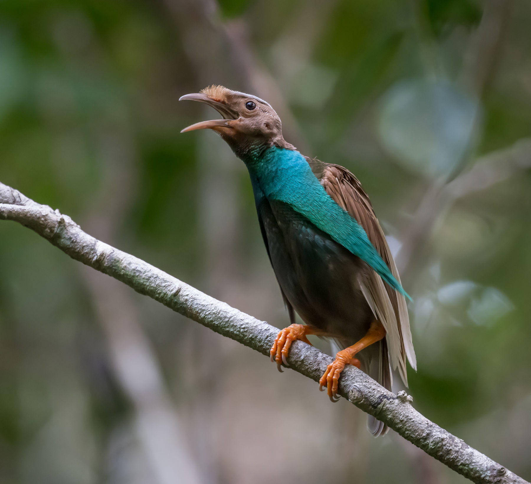 Not your standard bird: Standardwing on Halmahera - 10,000 Birds