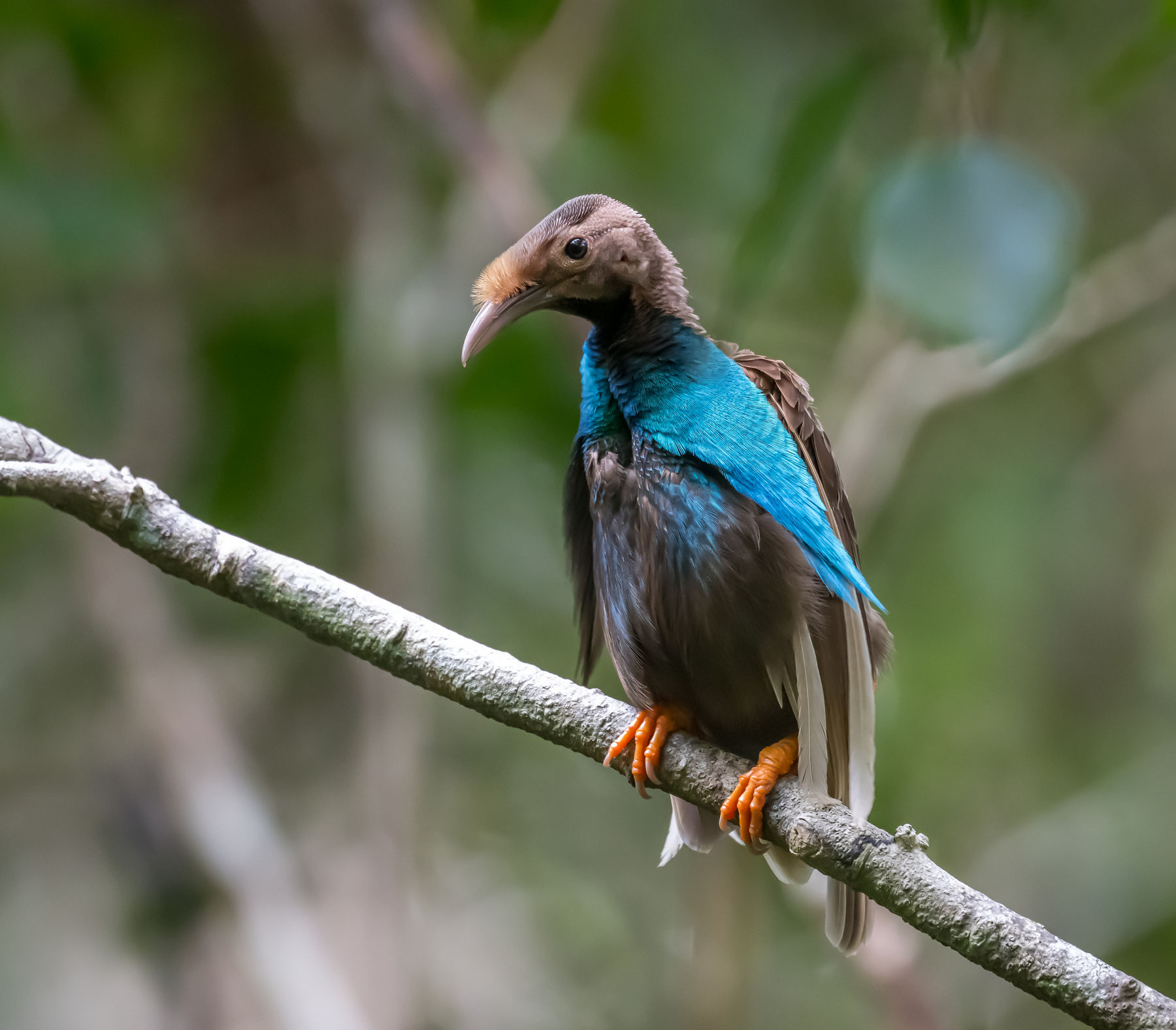 Not your standard bird: Standardwing on Halmahera - 10,000 Birds