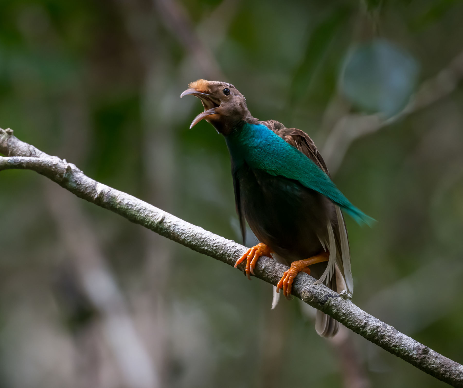 Not your standard bird: Standardwing on Halmahera - 10,000 Birds