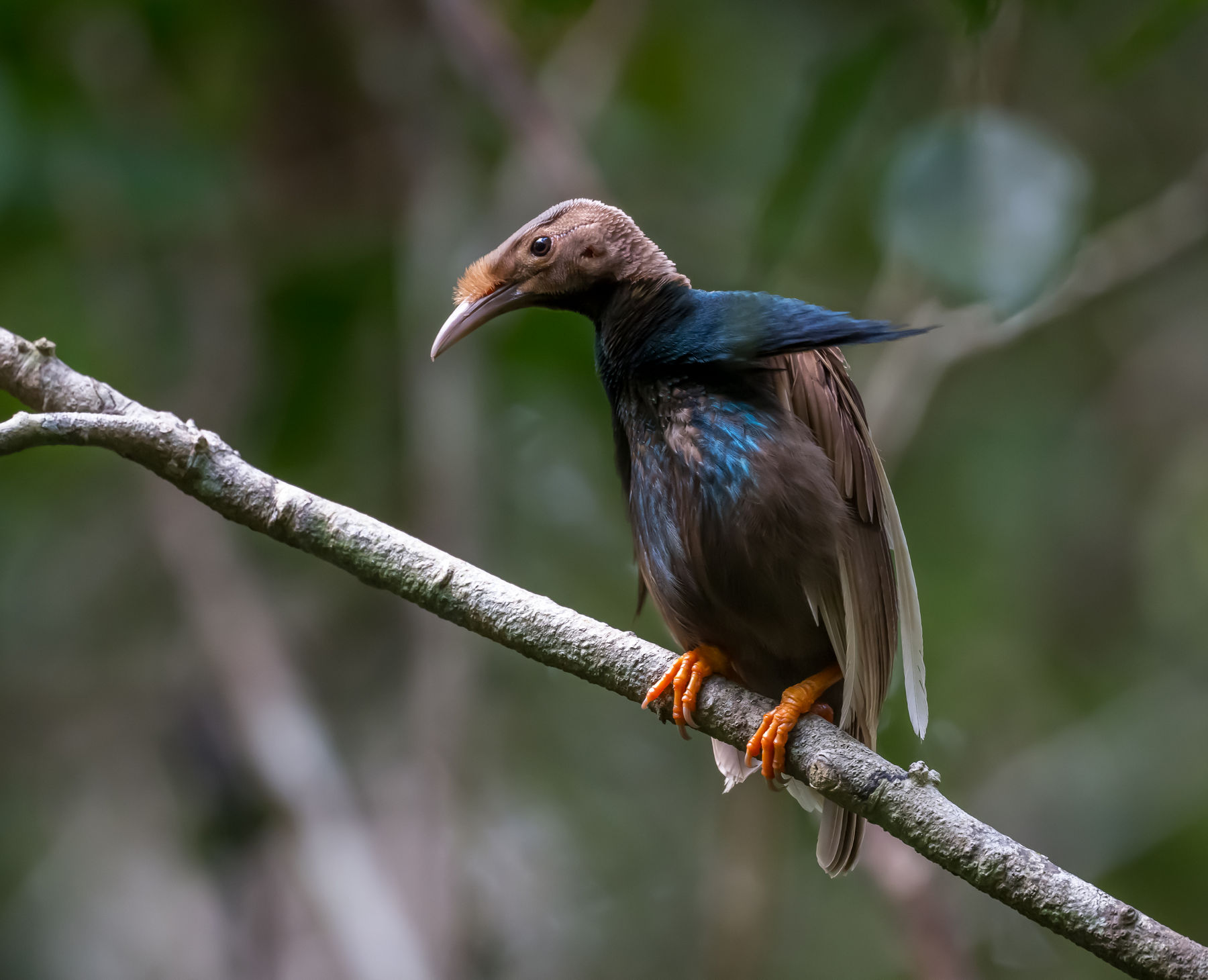 Not your standard bird: Standardwing on Halmahera - 10,000 Birds