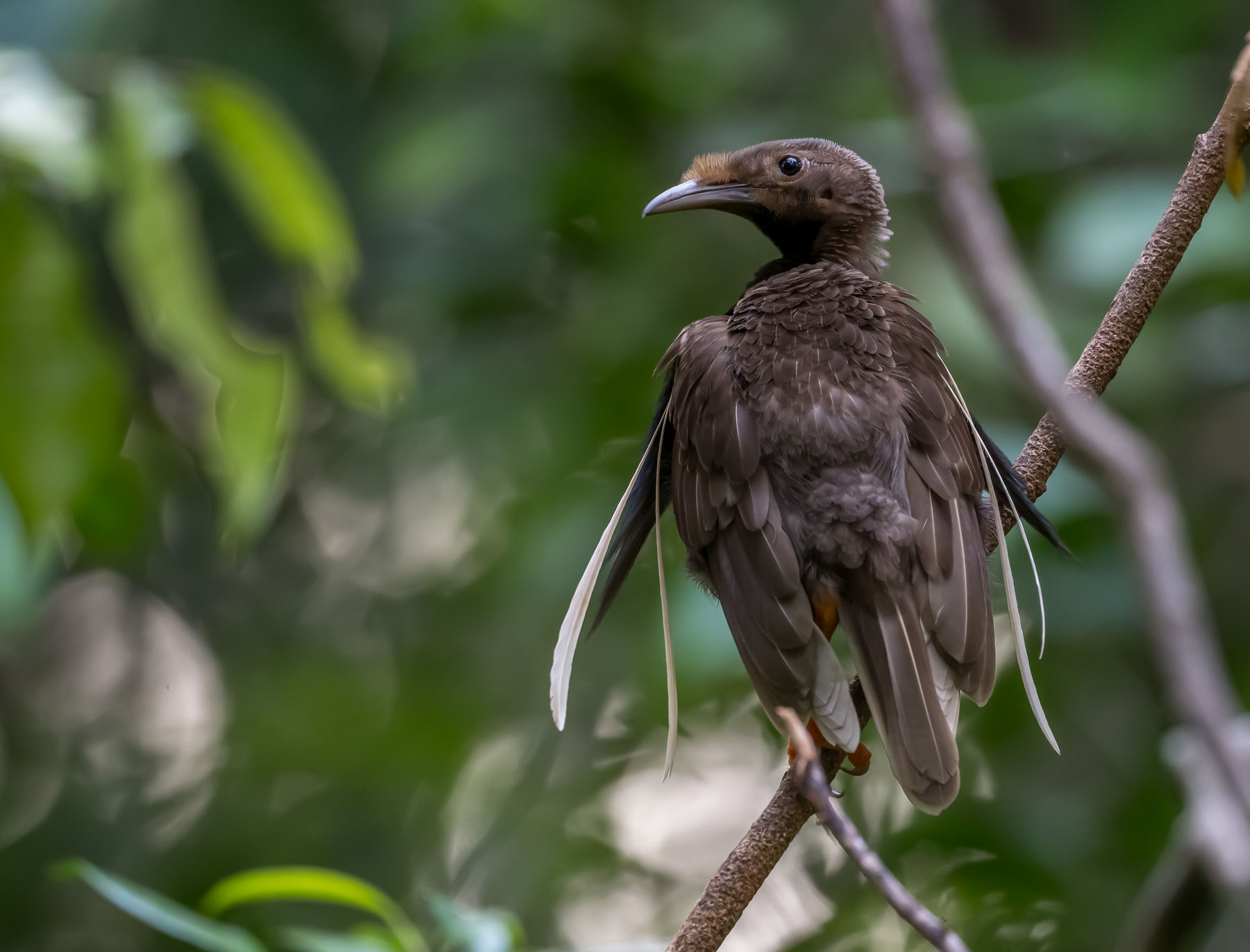 Not your standard bird: Standardwing on Halmahera - 10,000 Birds