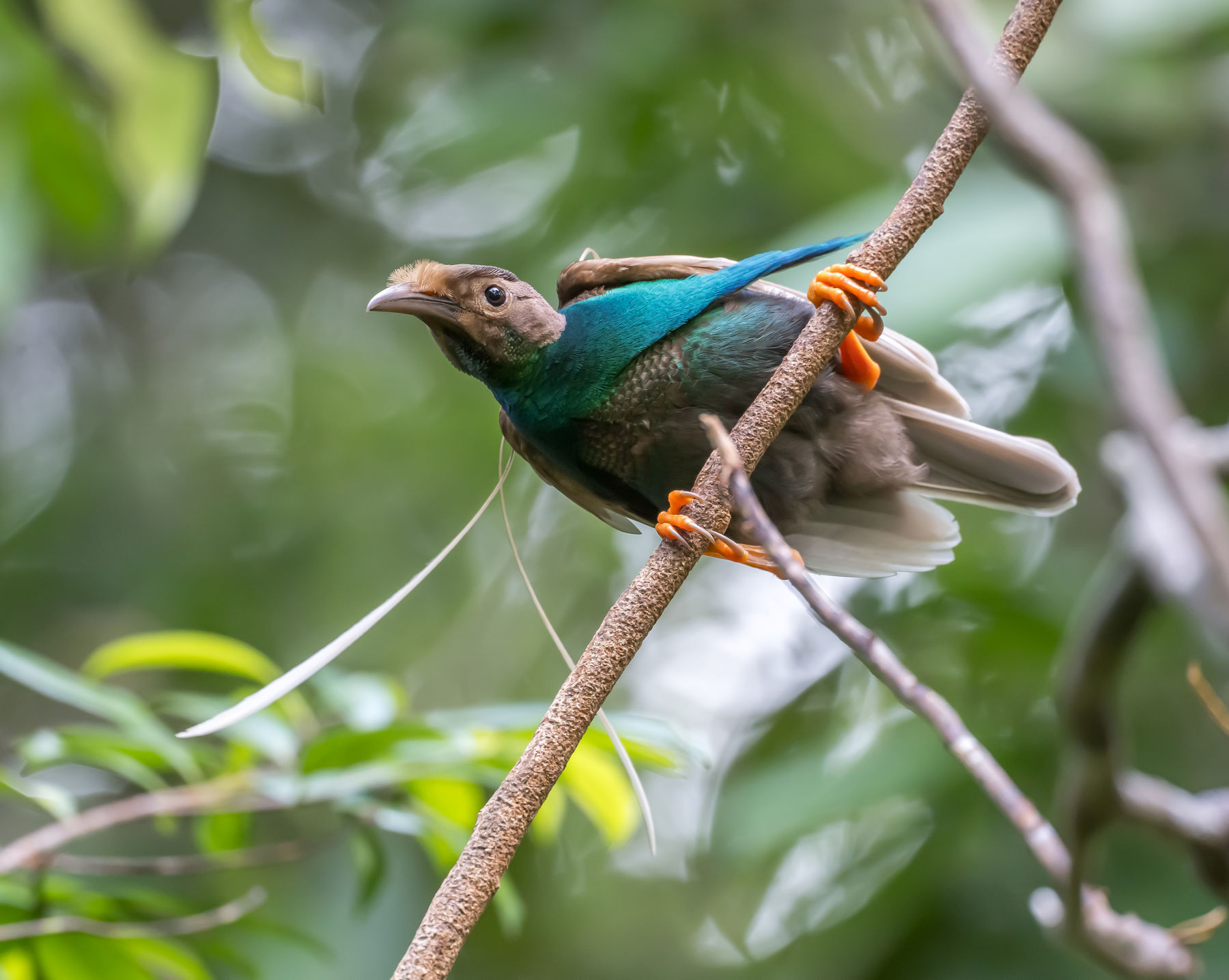 Not your standard bird: Standardwing on Halmahera - 10,000 Birds