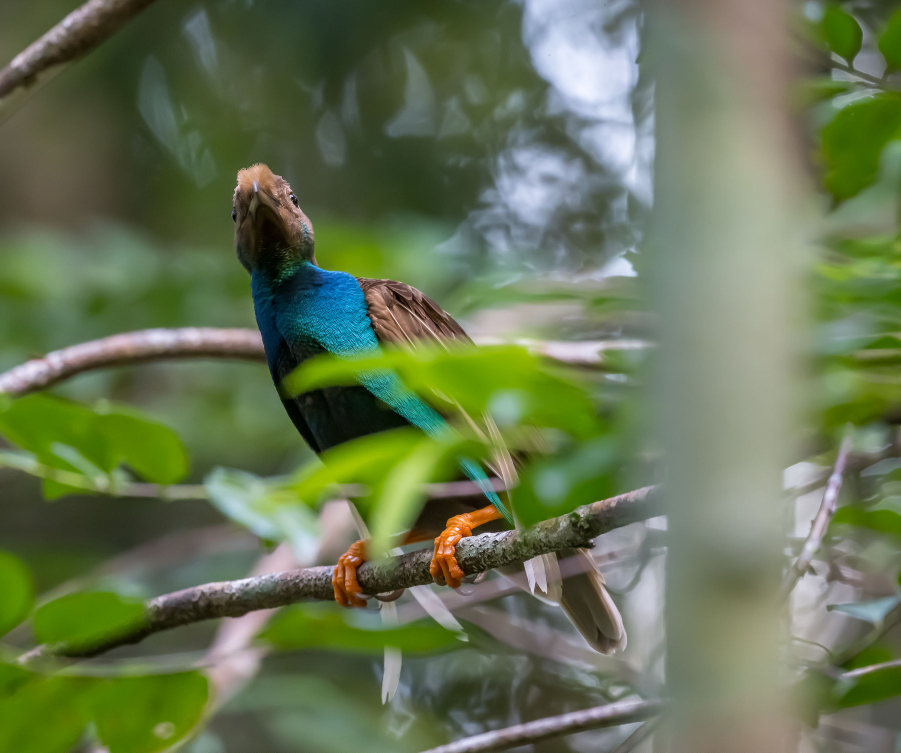 Not your standard bird: Standardwing on Halmahera - 10,000 Birds
