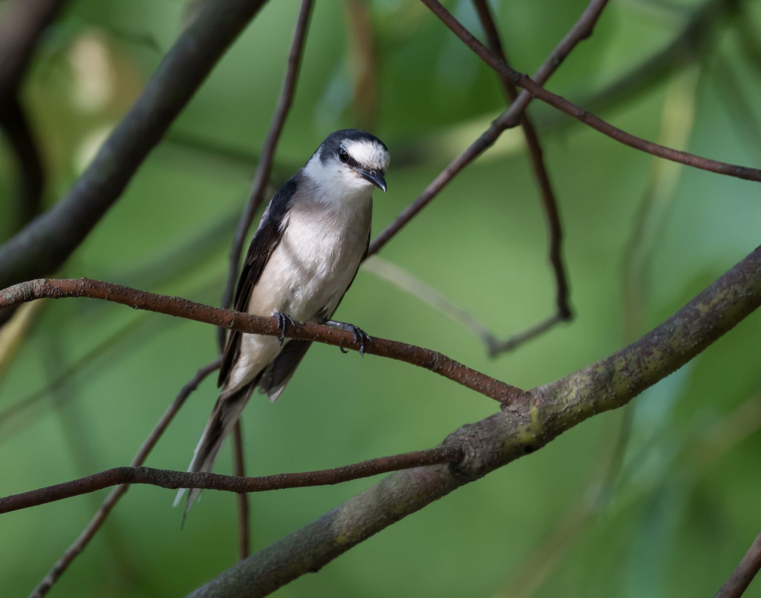 Birding Shanghai in July 2024 - 10,000 Birds