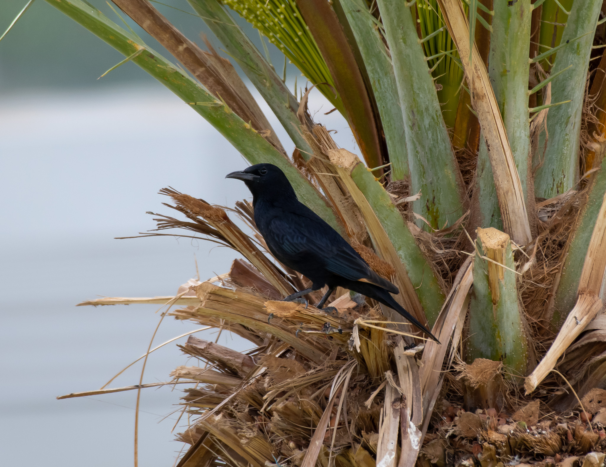 Birding without Binos at Petra - 10,000 Birds
