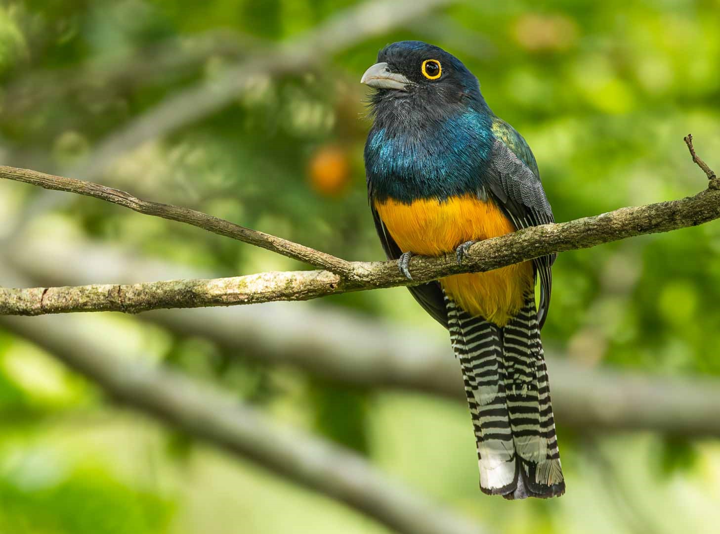 The Elusive GUIANAN TROGON: A Serendipitous Backyard Encounter - 10,000 ...