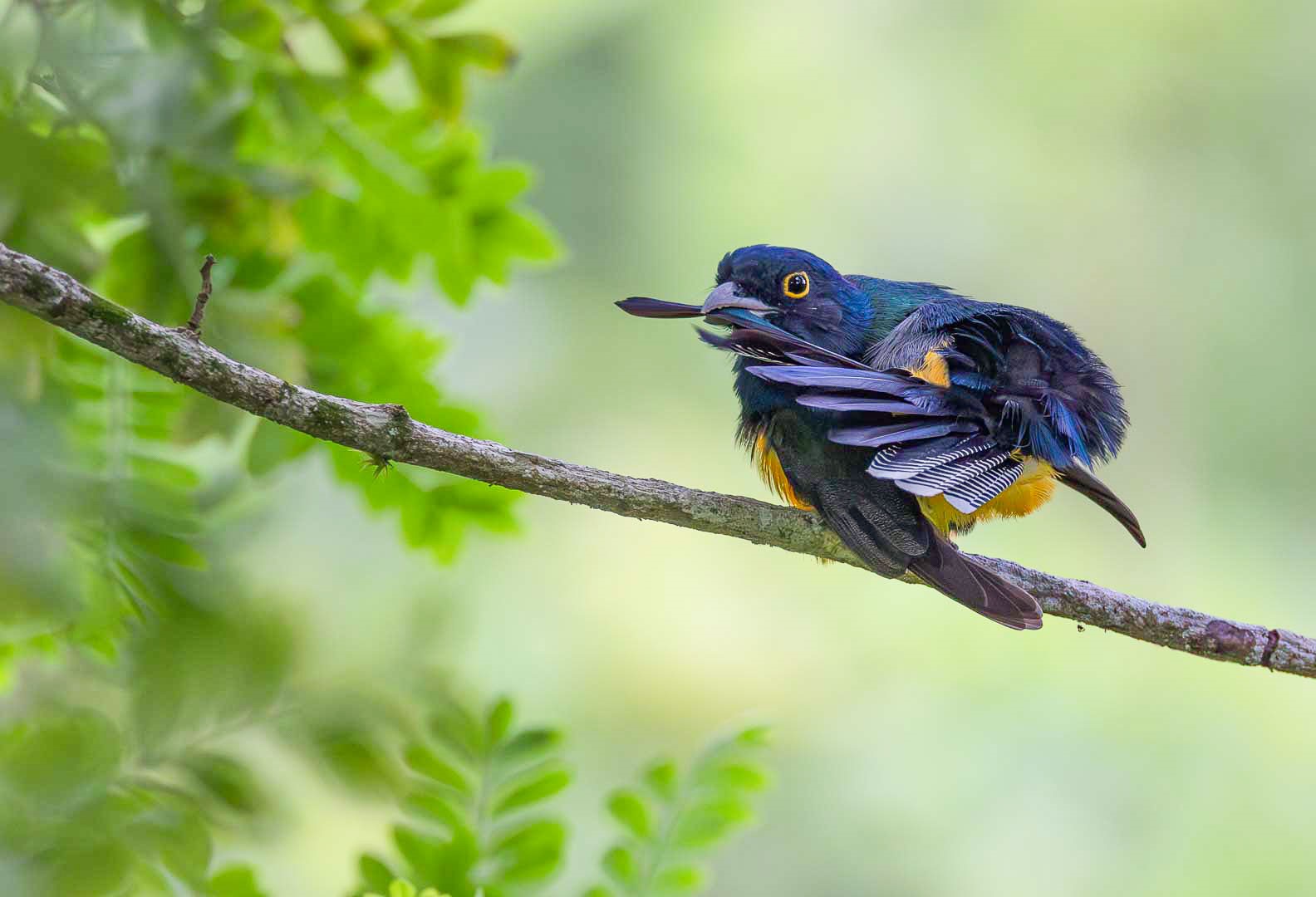 The Elusive GUIANAN TROGON: A Serendipitous Backyard Encounter - 10,000 ...