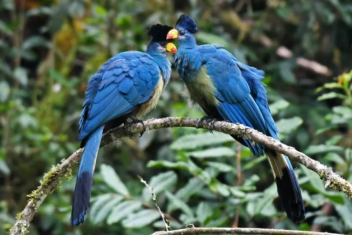 Bird Guides of the World: Jacques Habimana, Rwanda - 10,000 Birds