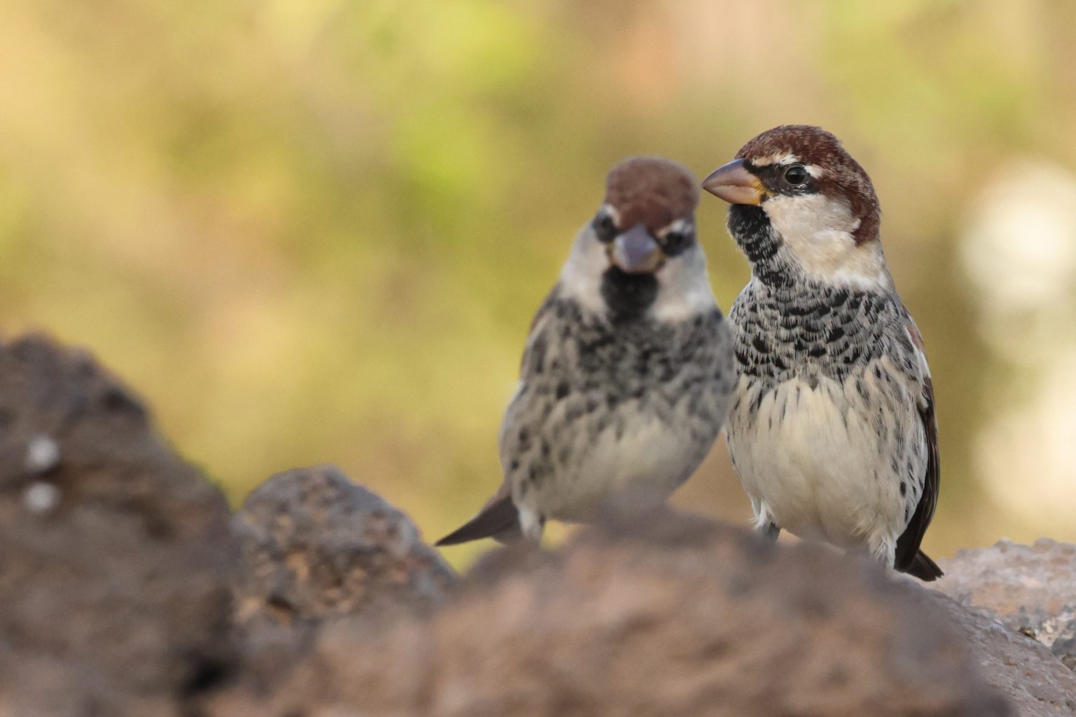 Why I love sparrows - 10,000 Birds