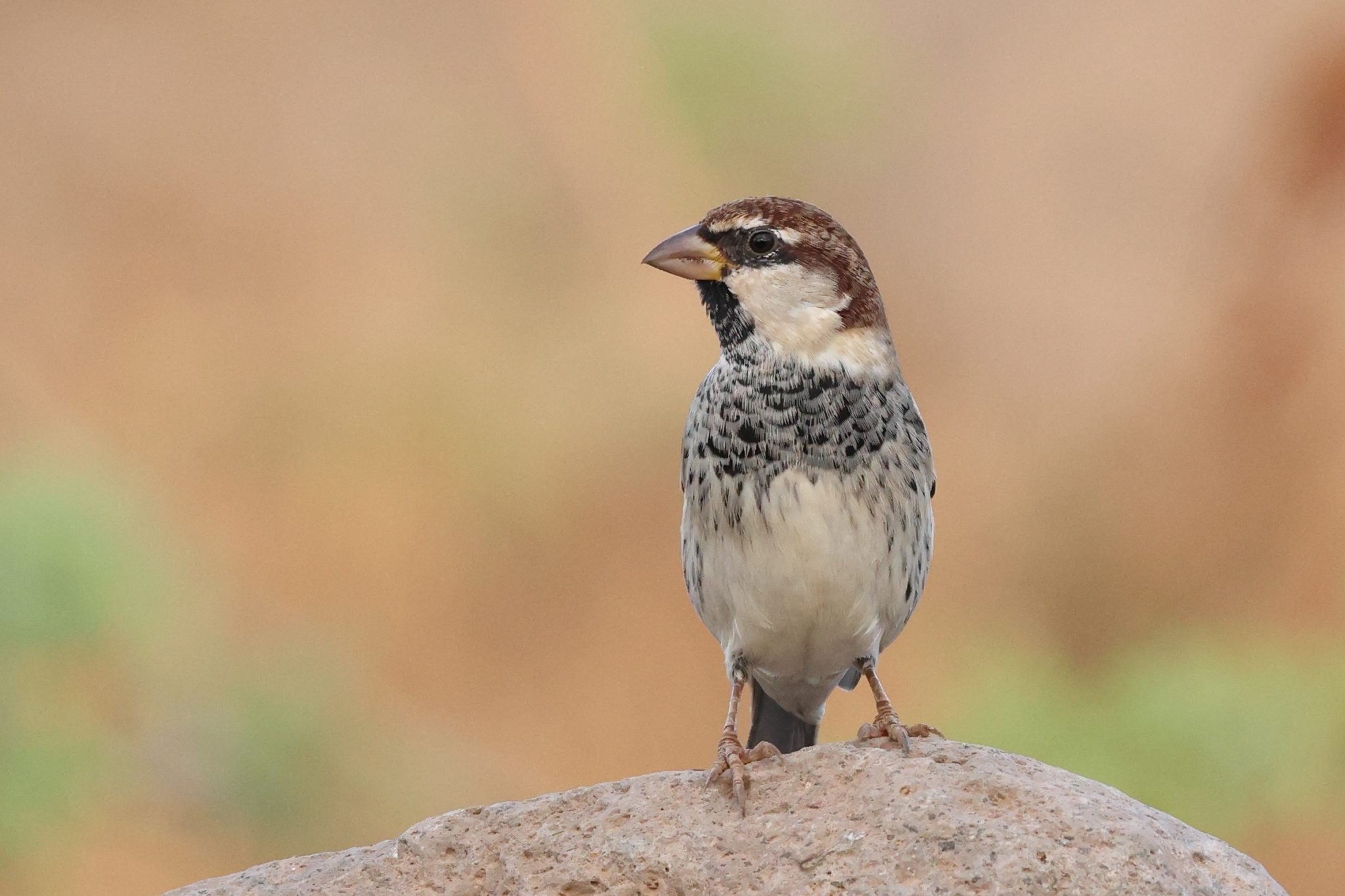 Why I love sparrows - 10,000 Birds
