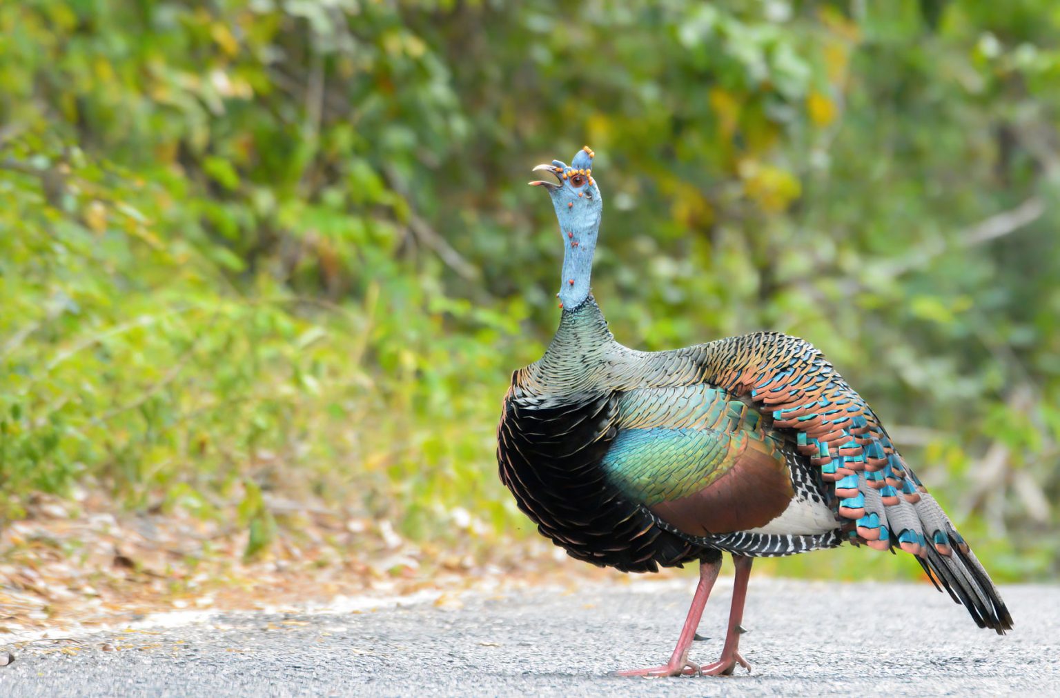 Bird Guides of the World: Luis Trinchan, Mexico - 10,000 Birds