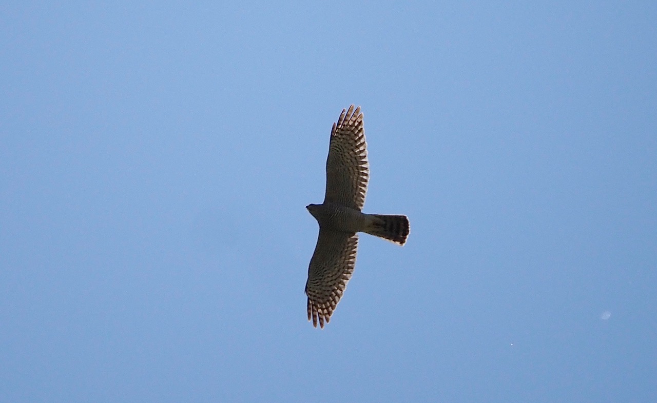 A Balkan Top Ten - 10,000 Birds