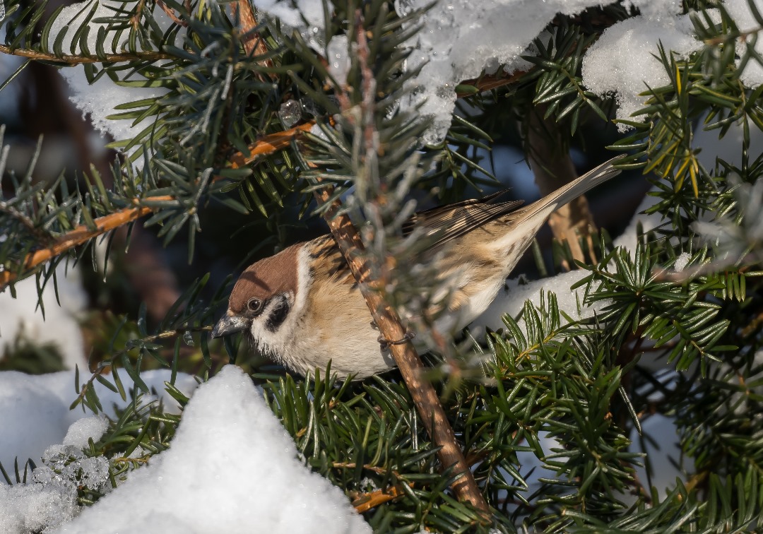 Why I love sparrows - 10,000 Birds