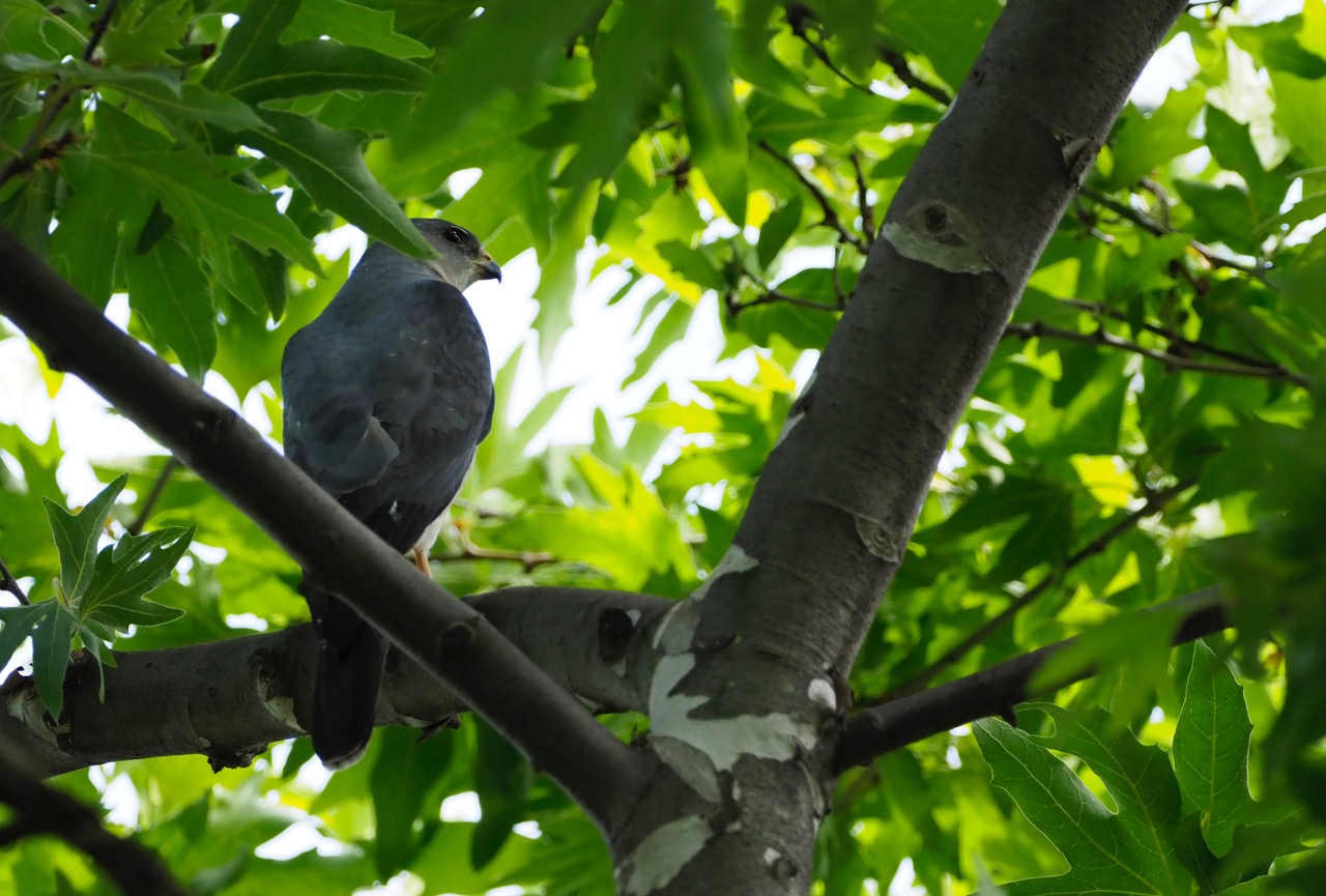 A Balkan Top Ten - 10,000 Birds