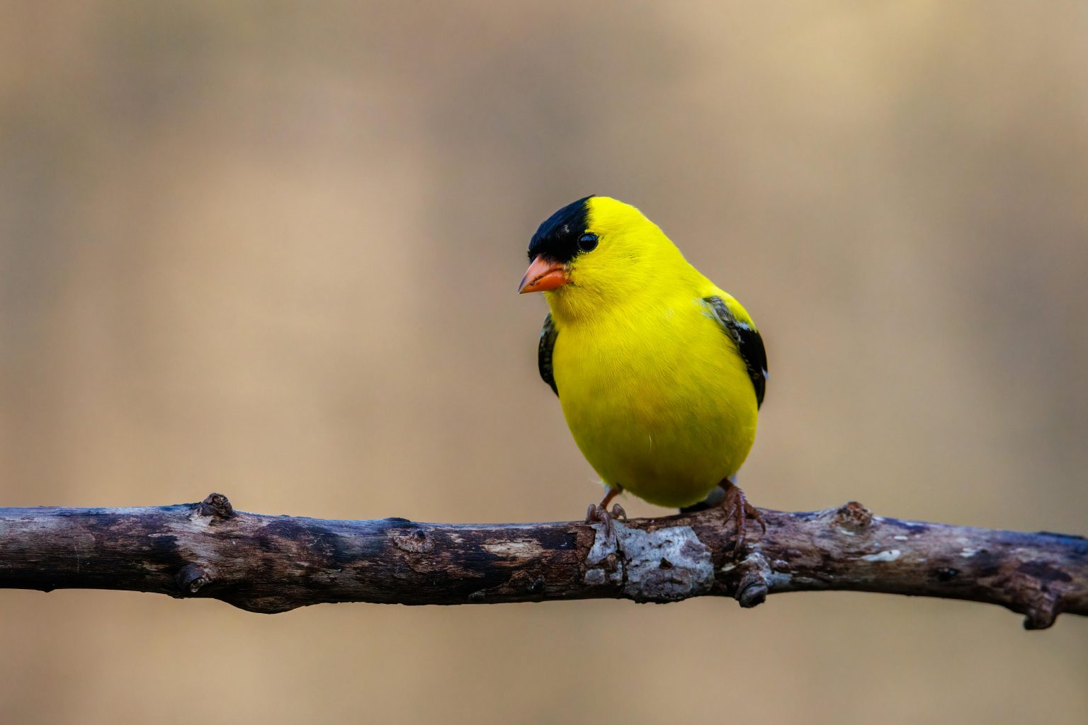 My 10 Favourite Ontario Birds - 10,000 Birds