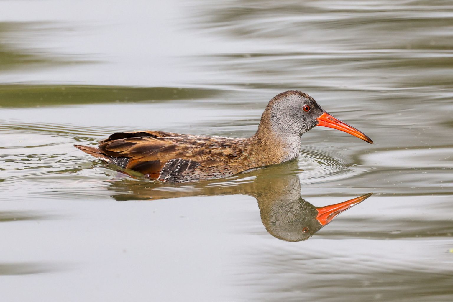 Bird Guides Of The World: Luis García Cuartas, Colombia - 10,000 Birds