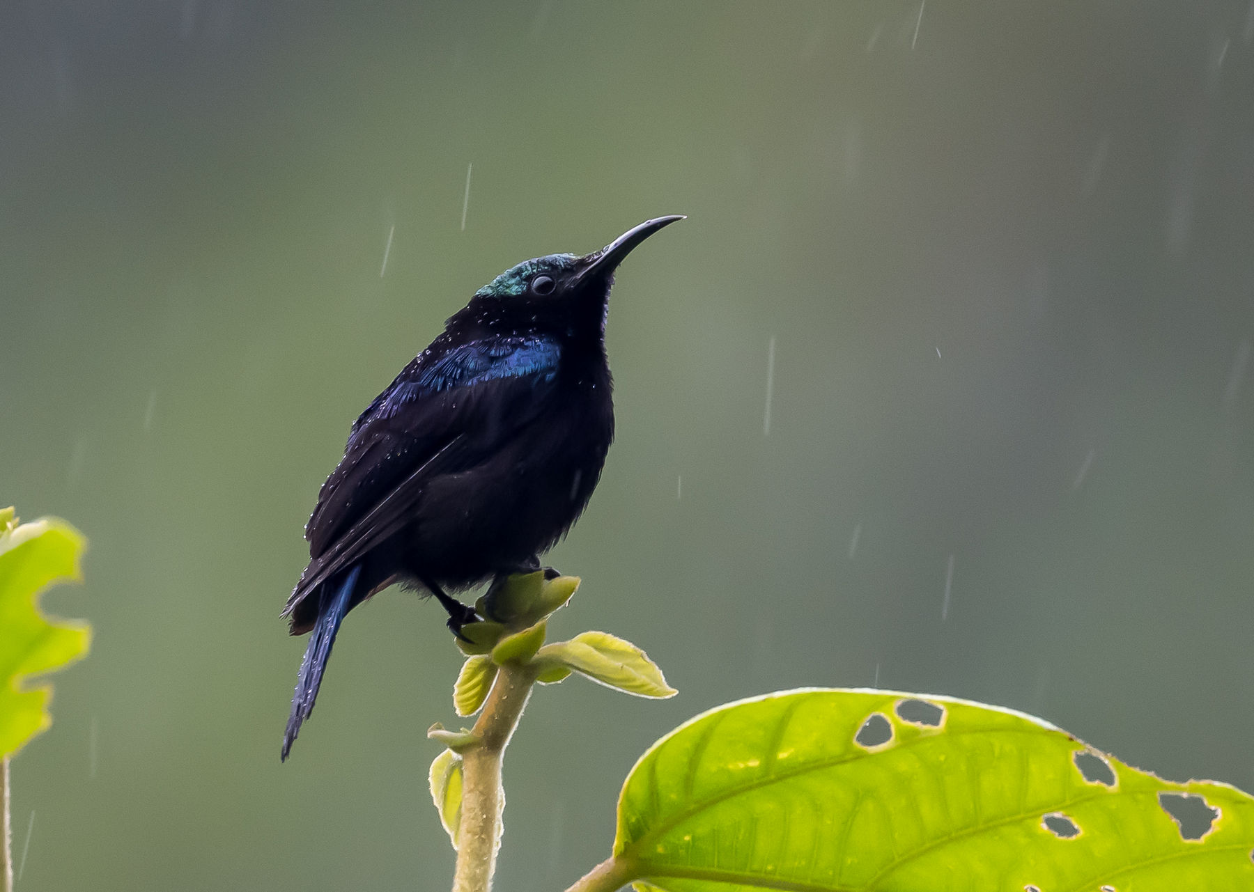 Some Sunbirds and Flowerpeckers of Sulawesi and Halmahera - 10,000 Birds