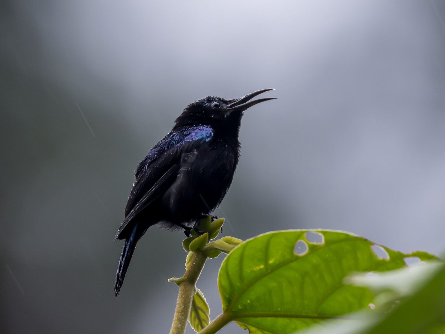 Some Sunbirds and Flowerpeckers of Sulawesi and Halmahera - 10,000 Birds