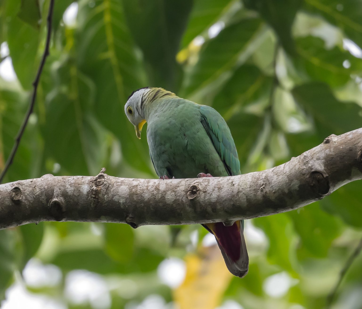 Some Pigeons of Sulawesi and Halmahera - 10,000 Birds