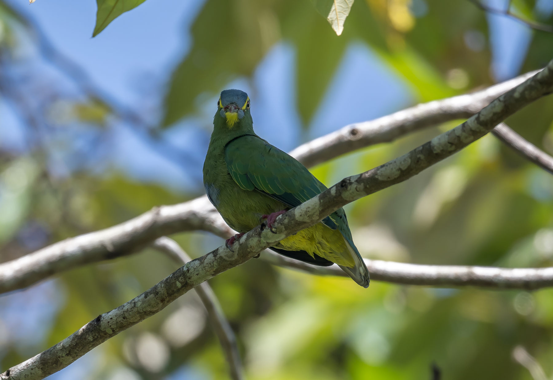 Some Pigeons of Sulawesi and Halmahera - 10,000 Birds