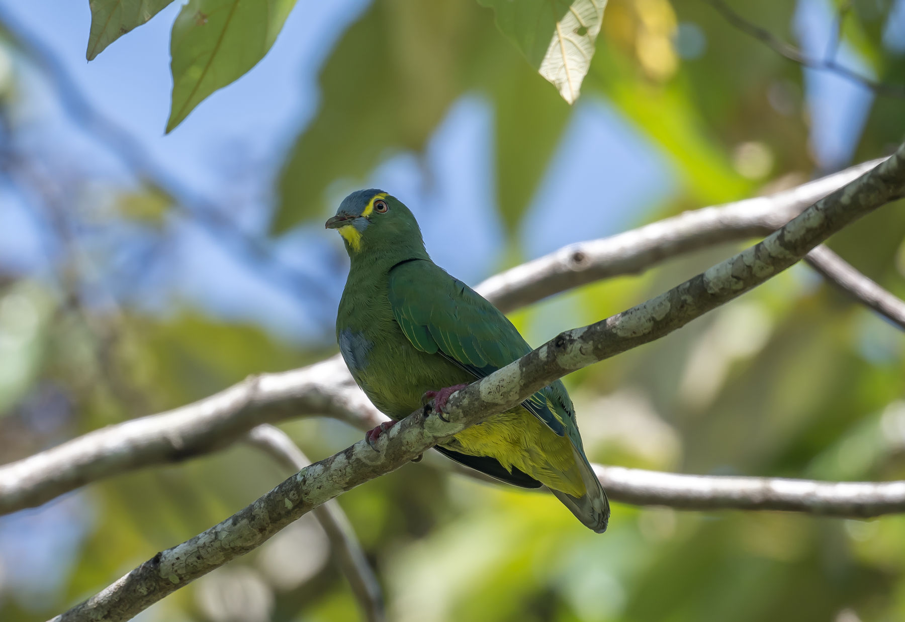 Some Pigeons of Sulawesi and Halmahera - 10,000 Birds