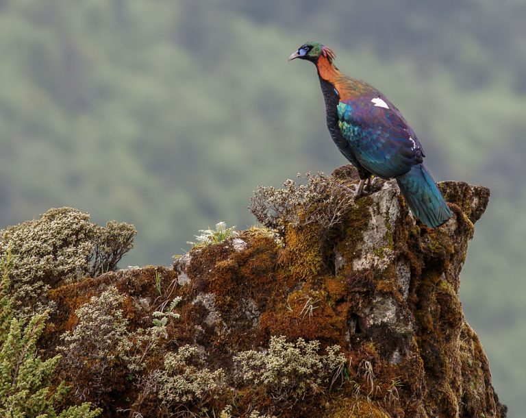 Bird Guides of the World: Sid Francis, Sichuan, China - 10,000 Birds