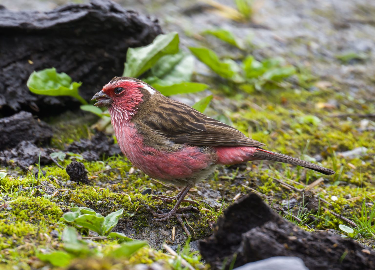 Bird Guides of the World: Bella Zhang, China - 10,000 Birds