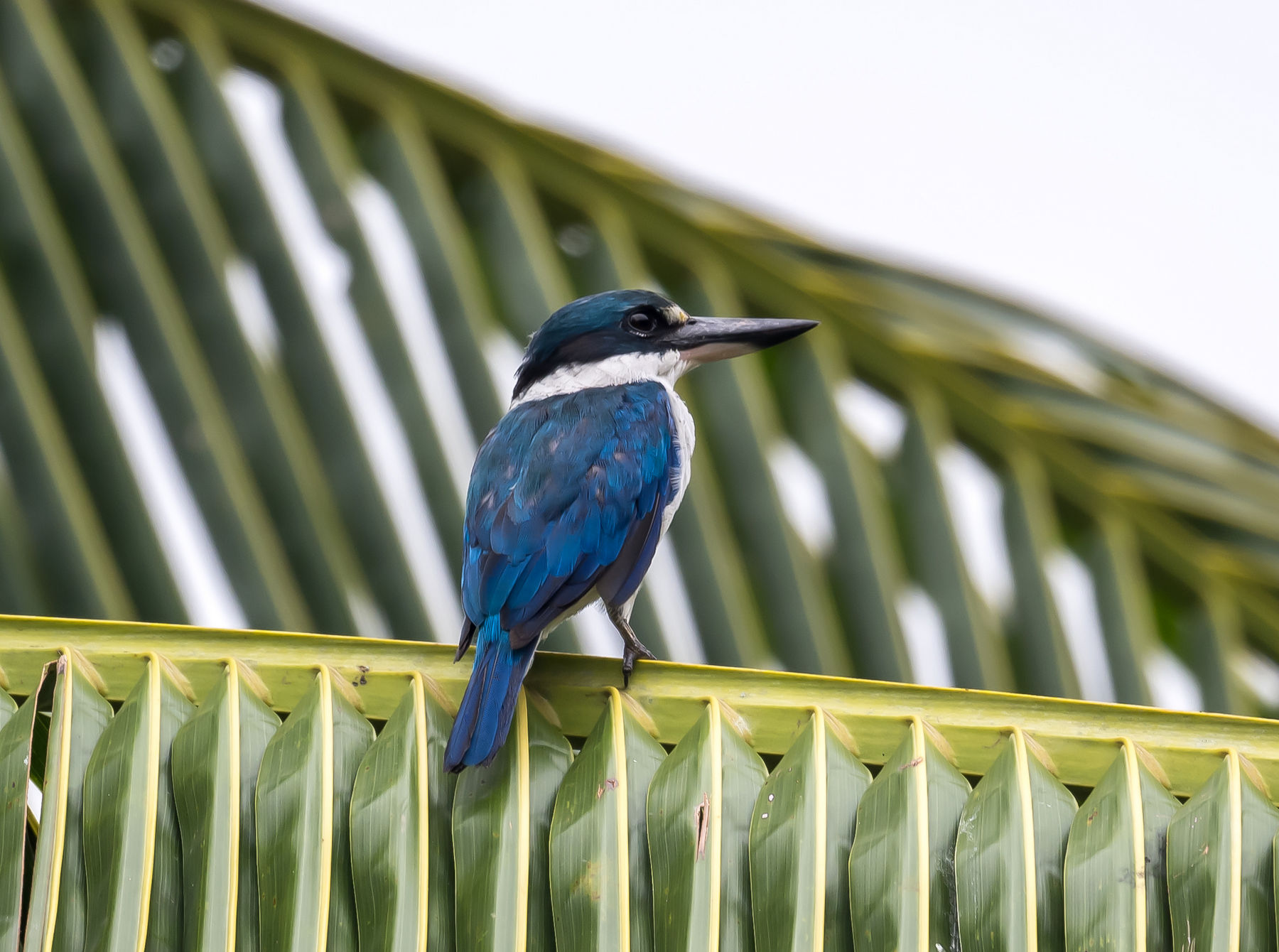 Kingfishers of Tangkoko, Sulawesi - 10,000 Birds
