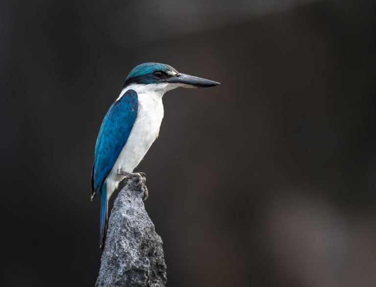 Kingfishers of Tangkoko, Sulawesi - 10,000 Birds