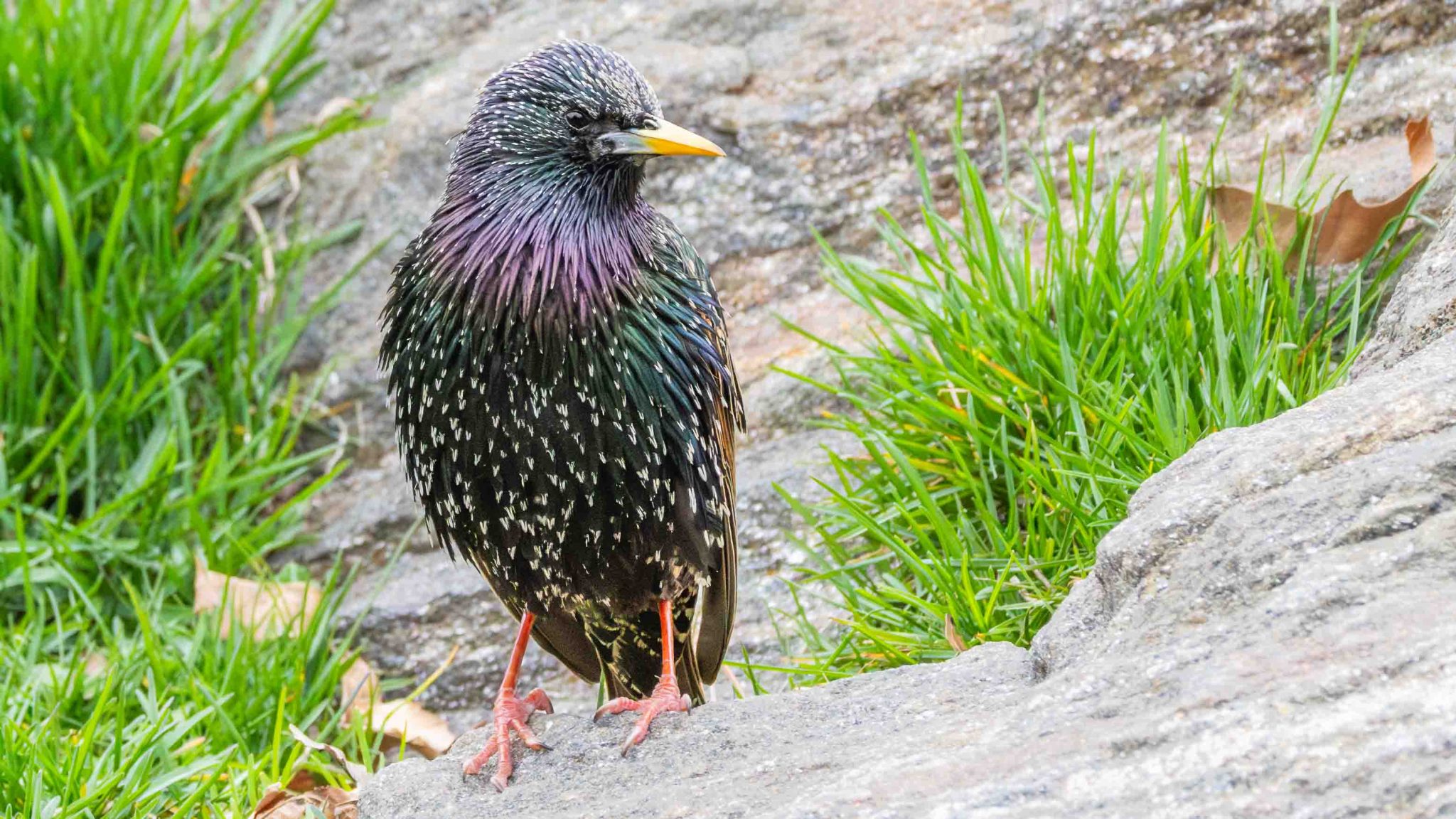 Bird Watching and Photography in Central Park, New York. - 10,000 Birds