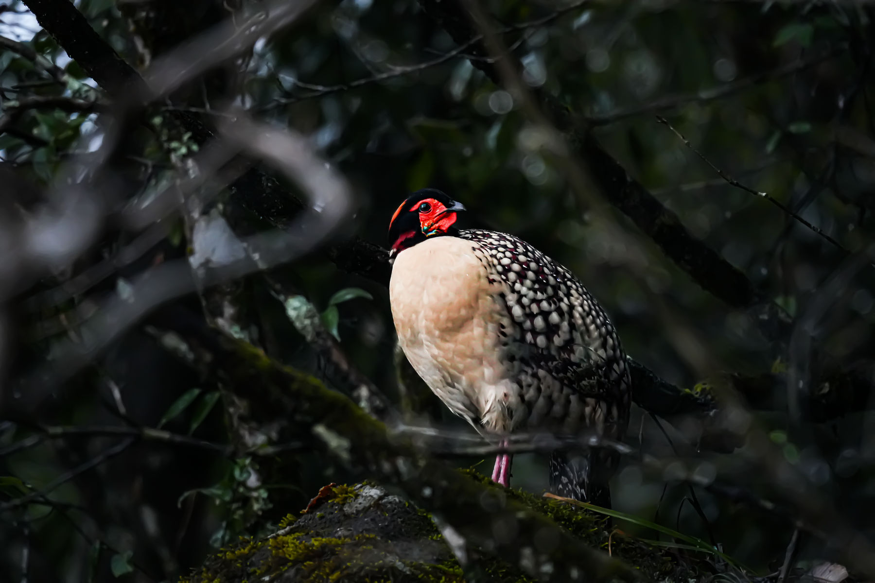 Bird Guides of the World: Steven An, China - 10,000 Birds