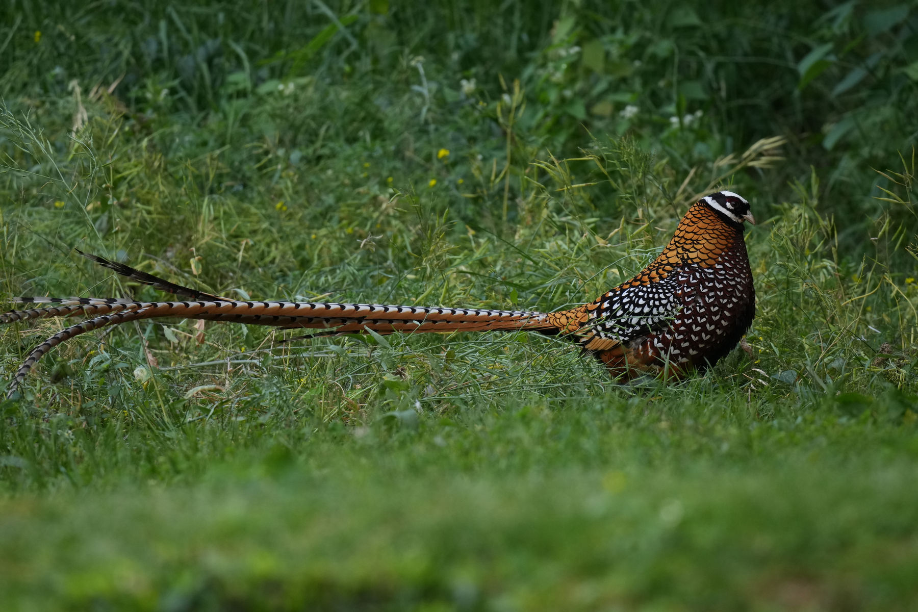 Bird Guides of the World: Steven An, China - 10,000 Birds