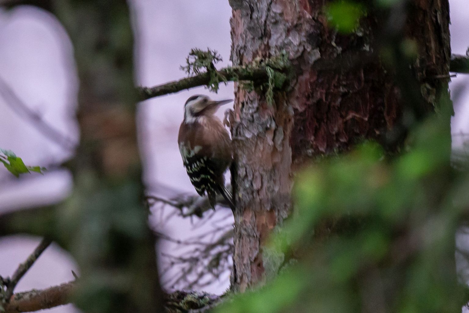 Bavarian Alps Part I - Karwendel Mountains - 10,000 Birds
