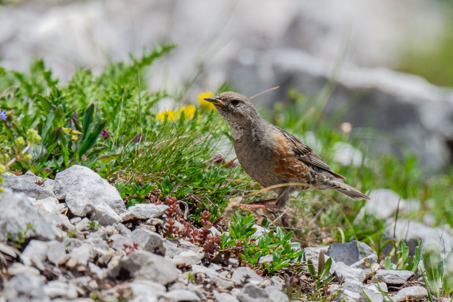 Bavarian Alps Part II - Arnspitz - 10,000 Birds
