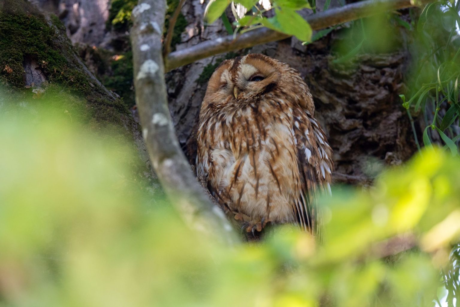 Diurnal Owling in Munich - 10,000 Birds