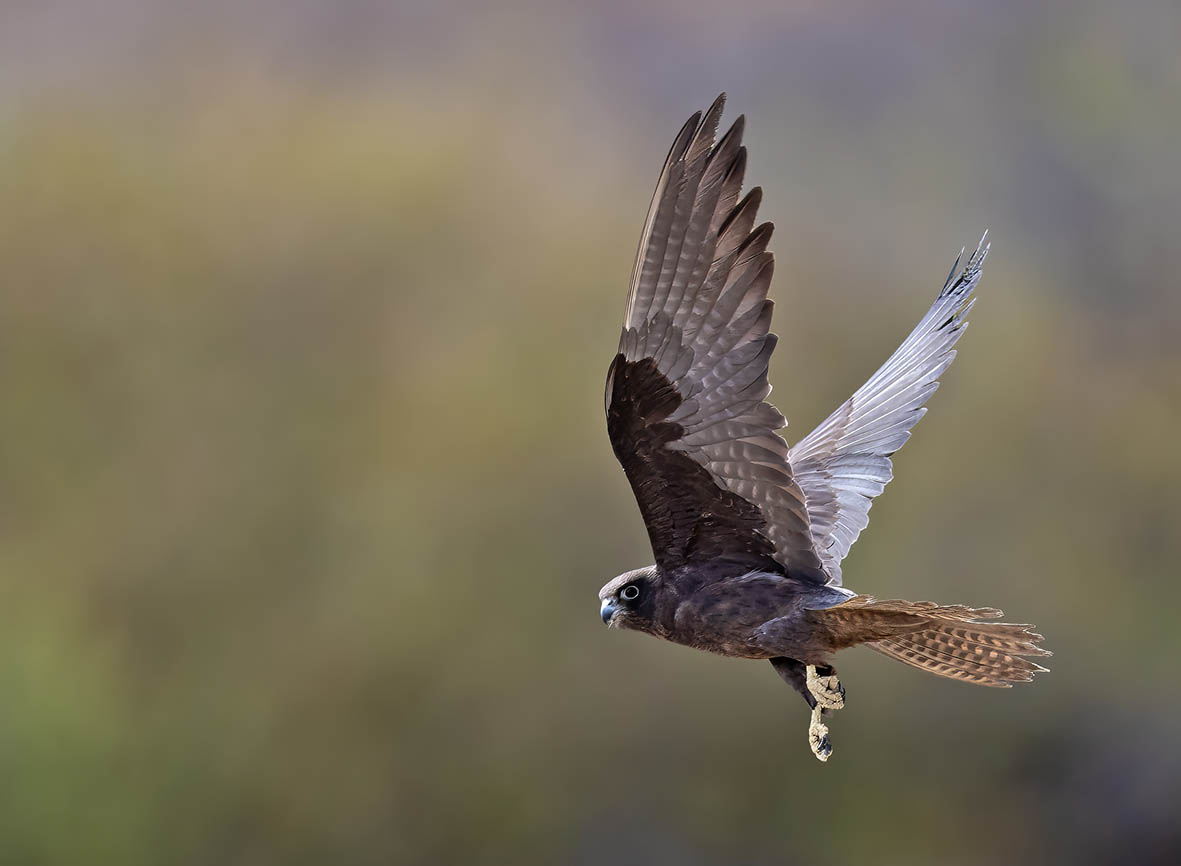 The Queen’s Falcon - 10,000 Birds