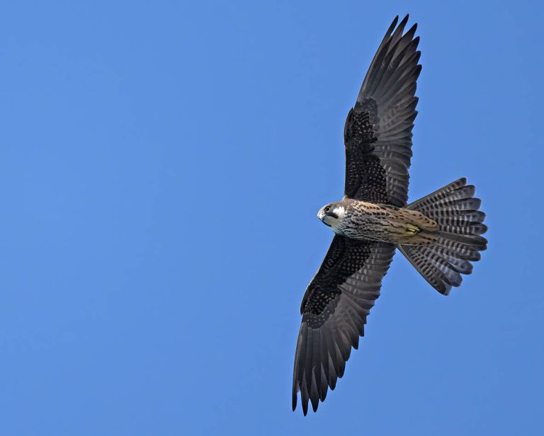 The Queen’s Falcon - 10,000 Birds